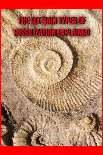 The Six Main Types of Fossilization Explained - Movie | Moviefone